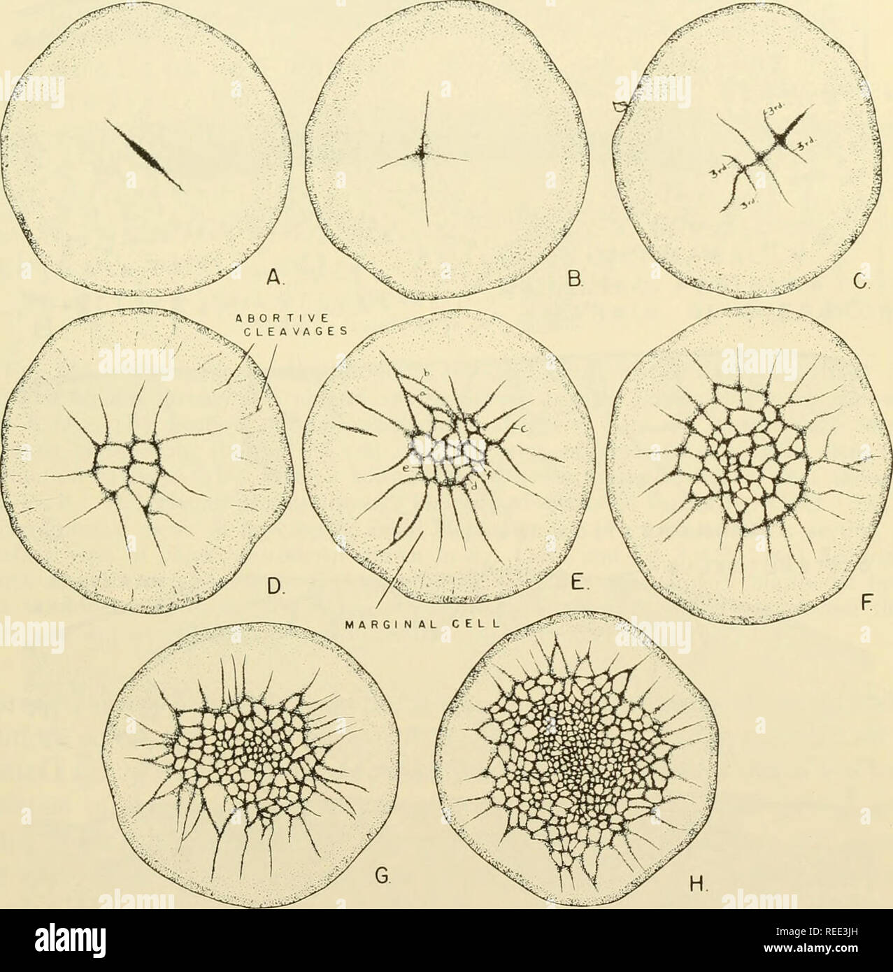 . Comparative embryology of the vertebrates; with 2057 drawings and ...