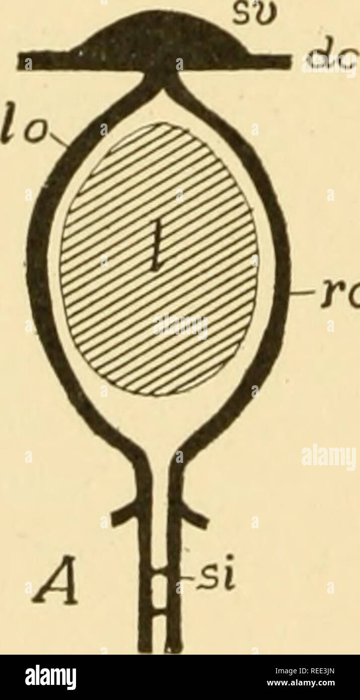 . Comparative anatomy. Anatomy, Comparative. ischiadic "post tibial Fig ...