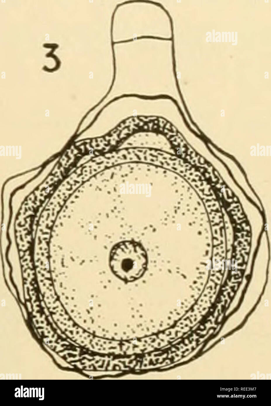 . Comparative morphology of Fungi. Fungi. Fig. 71.—Basidiobolus ranarum ...