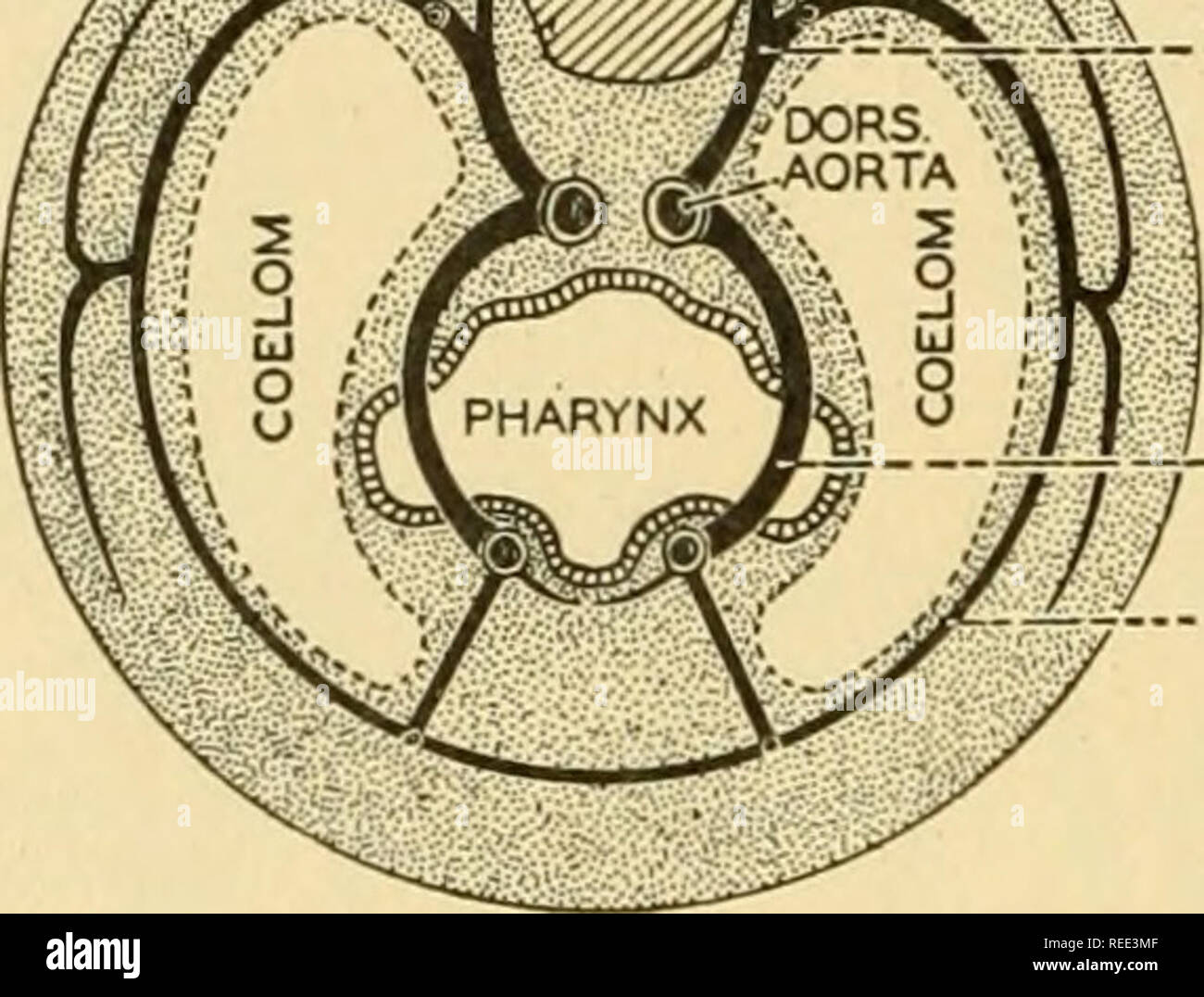 . Comparative anatomy. Anatomy, Comparative. ,S76 COMPARATIVE ANATOMY ...