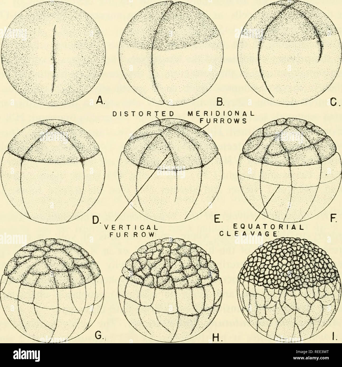 . Comparative embryology of the vertebrates; with 2057 drawings and ...