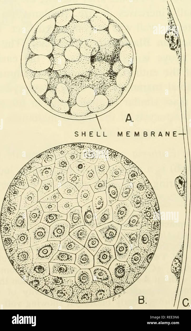 Inner cell mass hi-res stock photography and images - Alamy