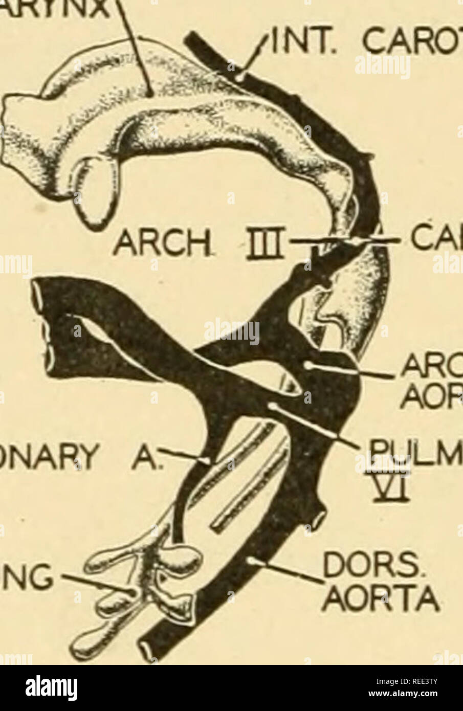 Aortic Arch High Resolution Stock Photography and Images - Alamy