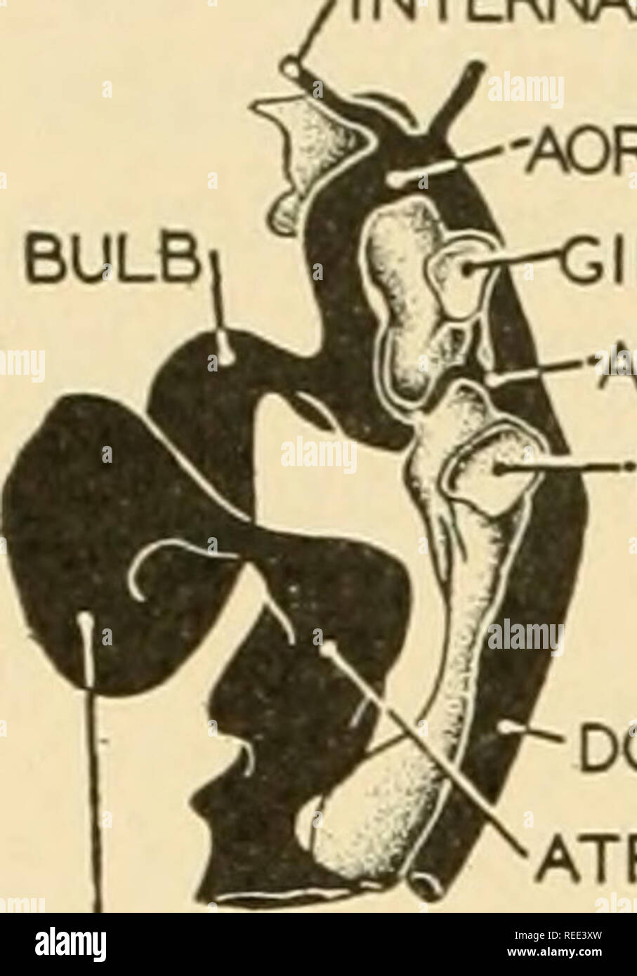 Aortic Arch High Resolution Stock Photography and Images - Alamy