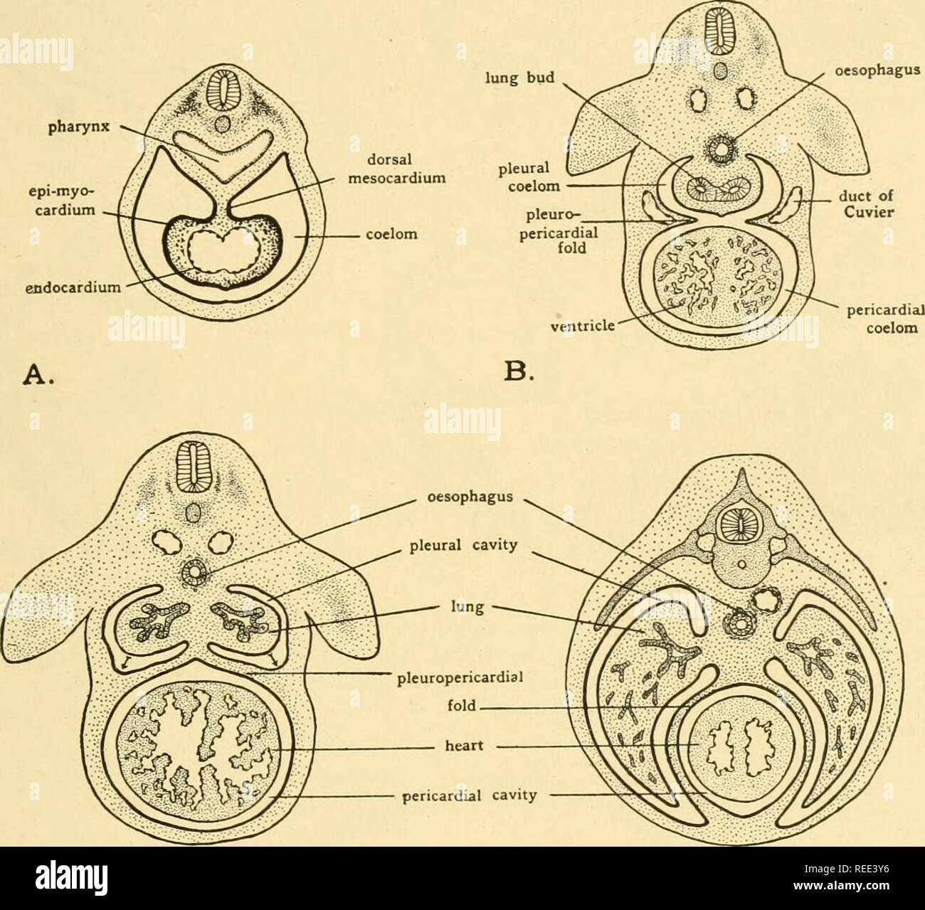 . Comparative anatomy. Anatomy, Comparative. THE VASCULAR SYSTEM 373 ...