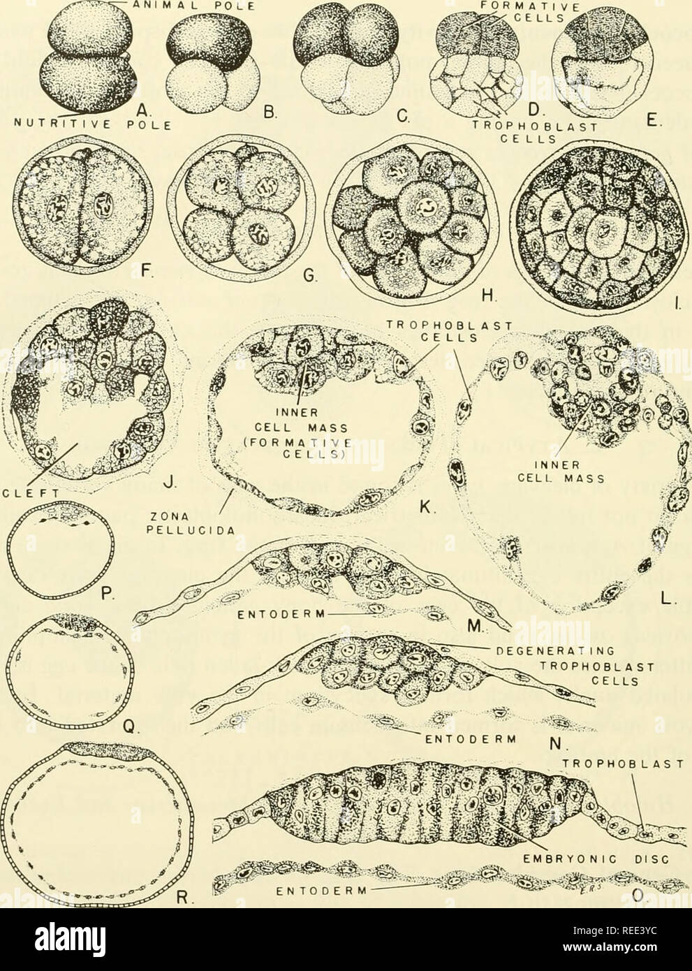 . Comparative embryology of the vertebrates; with 2057 drawings and ...
