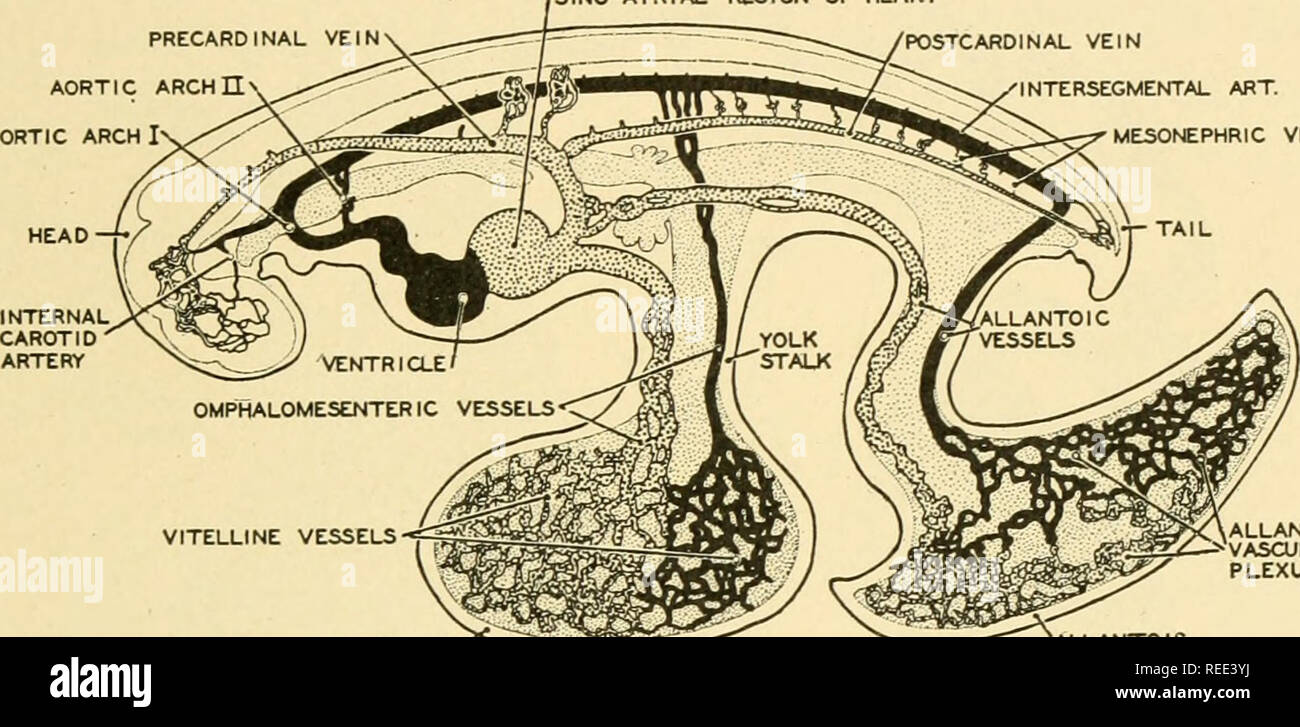 . Comparative anatomy. Anatomy, Comparative. THE VASCULAR SYSTEM 371 ...