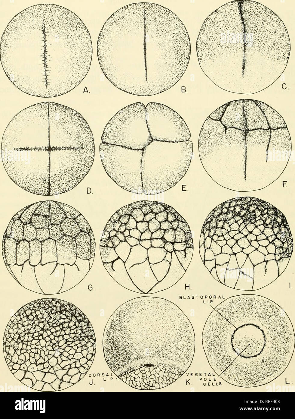 . Comparative embryology of the vertebrates; with 2057 drawings and ...