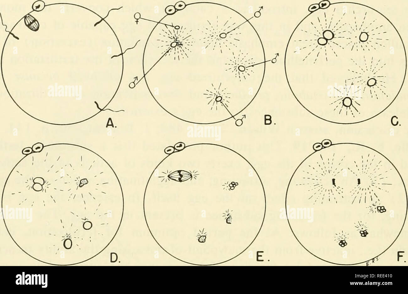 Polyspermy hi-res stock photography and images - Alamy