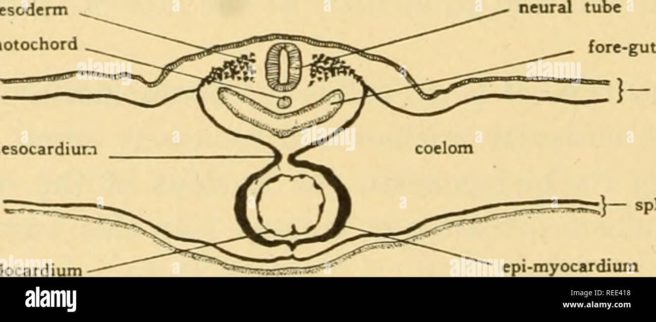 Comparative anatomy. Anatomy, Comparative. fore-gut dorsal mesocardium ...