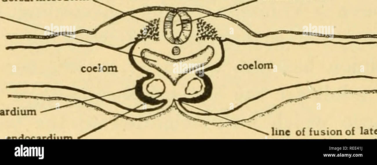 . Comparative anatomy. Anatomy, Comparative. endocardium ^ g^t ...