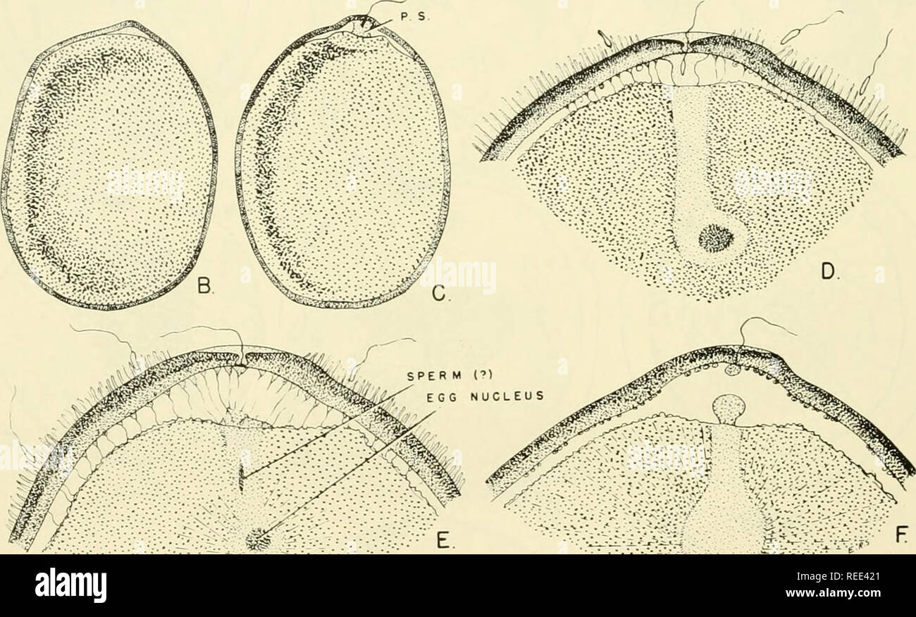 . Comparative embryology of the vertebrates; with 2057 drawings and ...