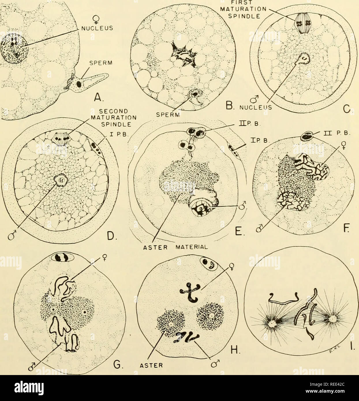 Merogony hi-res stock photography and images - Alamy