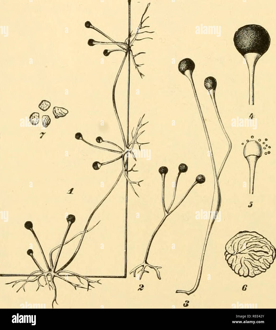. Comparative morphology of Fungi. Fungi. 96 COMPARATIVE MORPHOLOGY OF ...