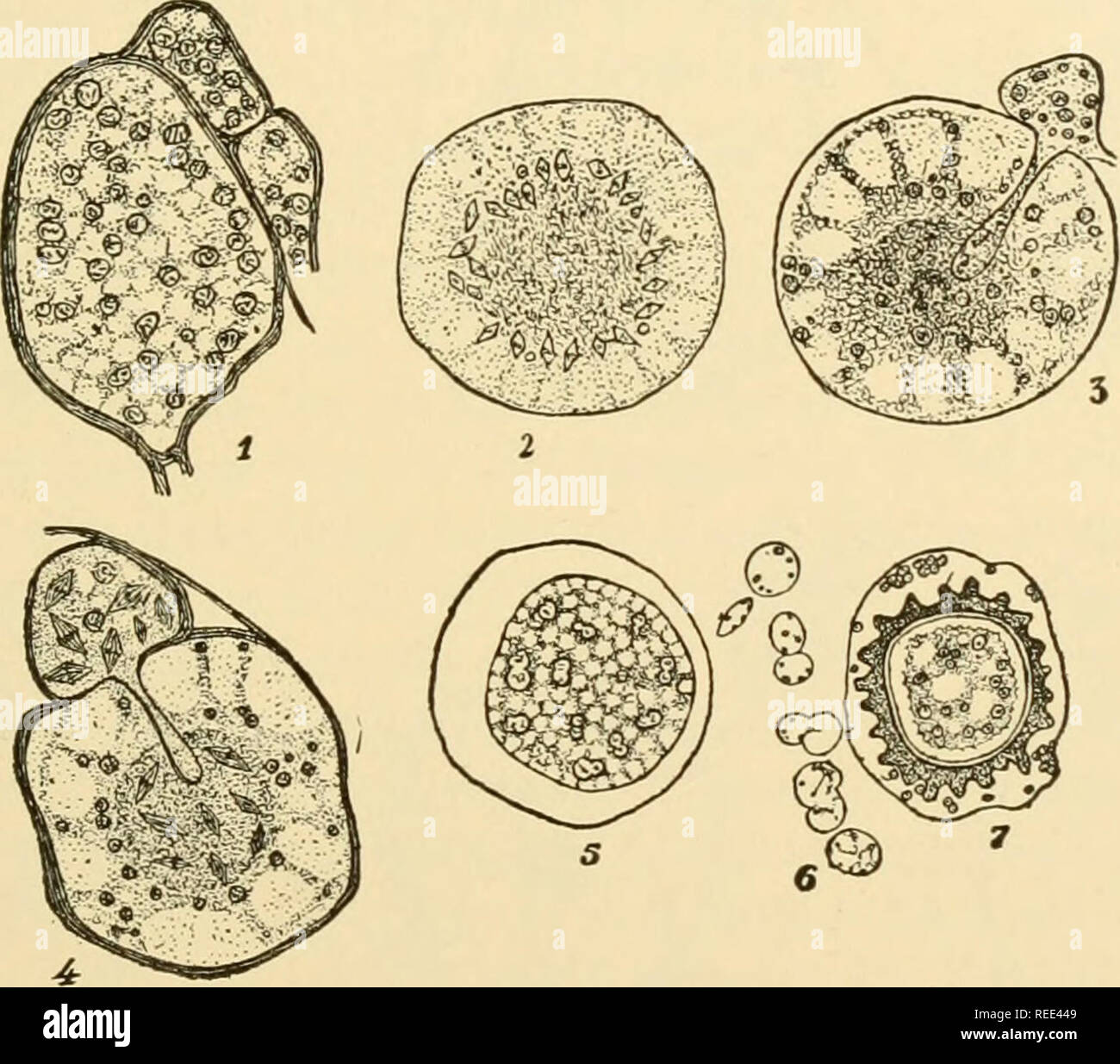 Antheridium High Resolution Stock Photography and Images - Alamy
