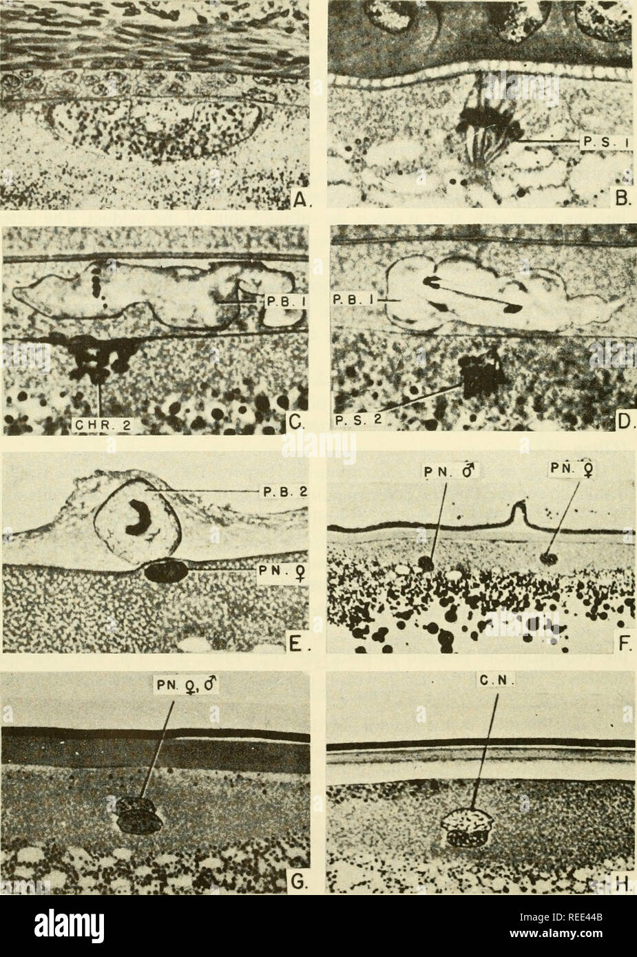 . Comparative embryology of the vertebrates; with 2057 drawings and ...