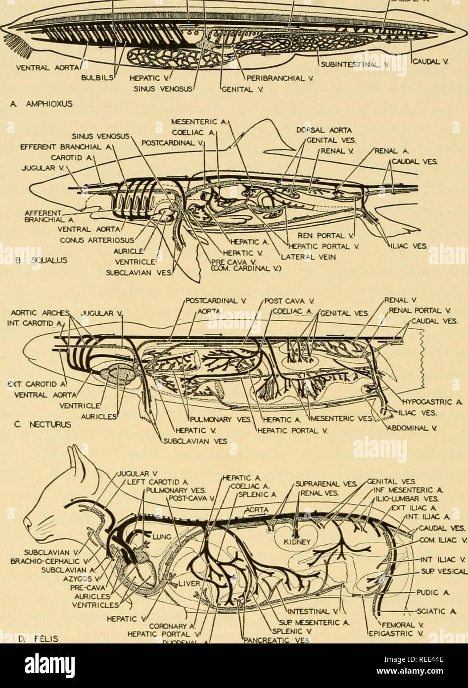 Cat Anatomy Blood Vascular System 2,400+ Child Circulatory System