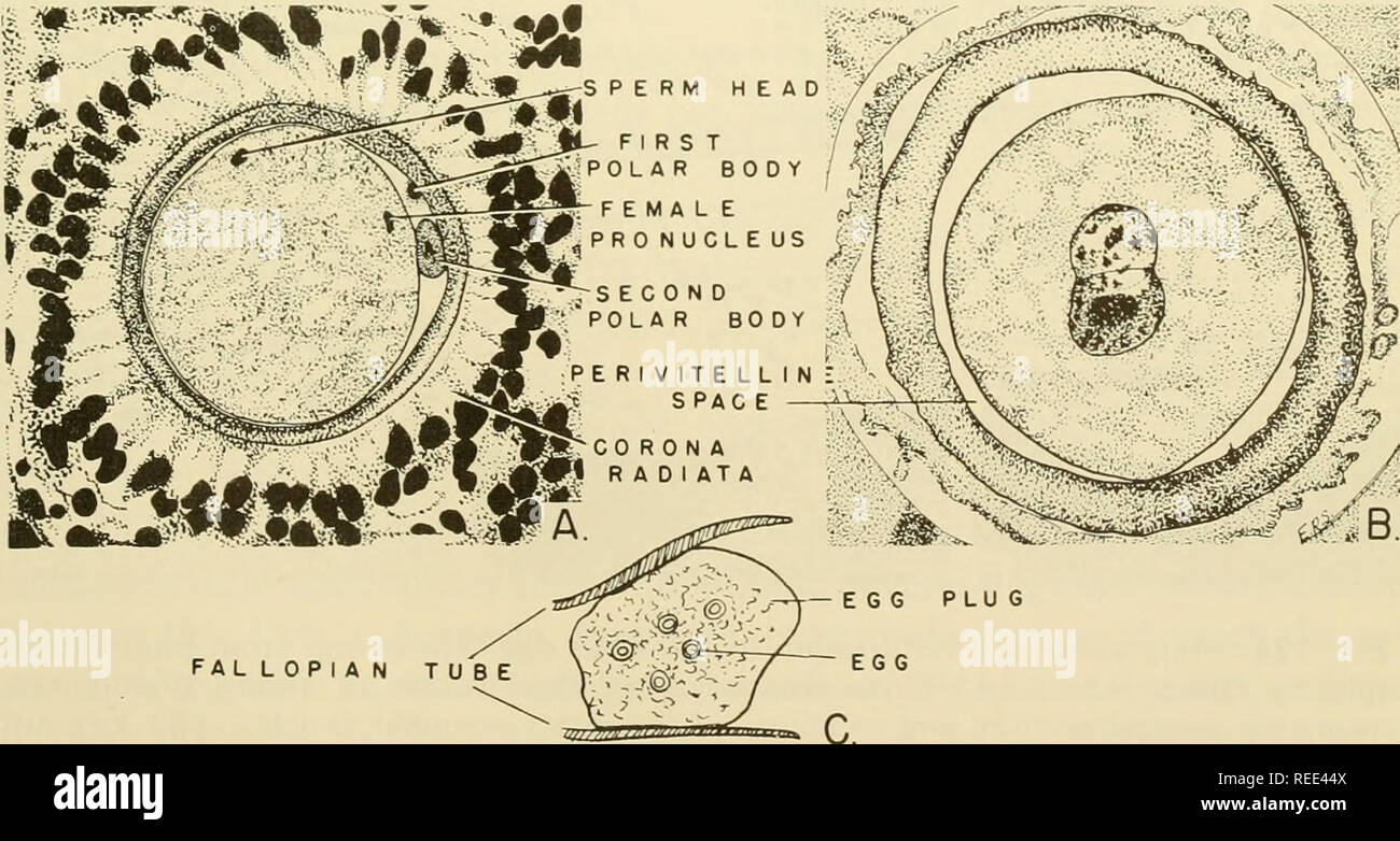 . Comparative embryology of the vertebrates; with 2057 drawings and ...