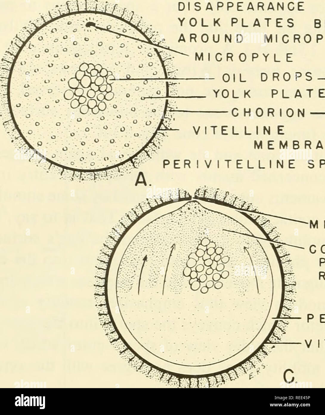 Blakiston line hi-res stock photography and images - Alamy