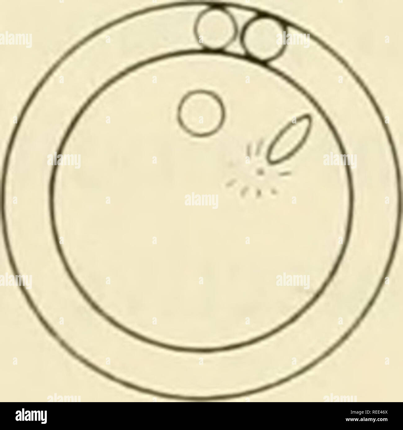 . Comparative embryology of the vertebrates; with 2057 drawings and ...