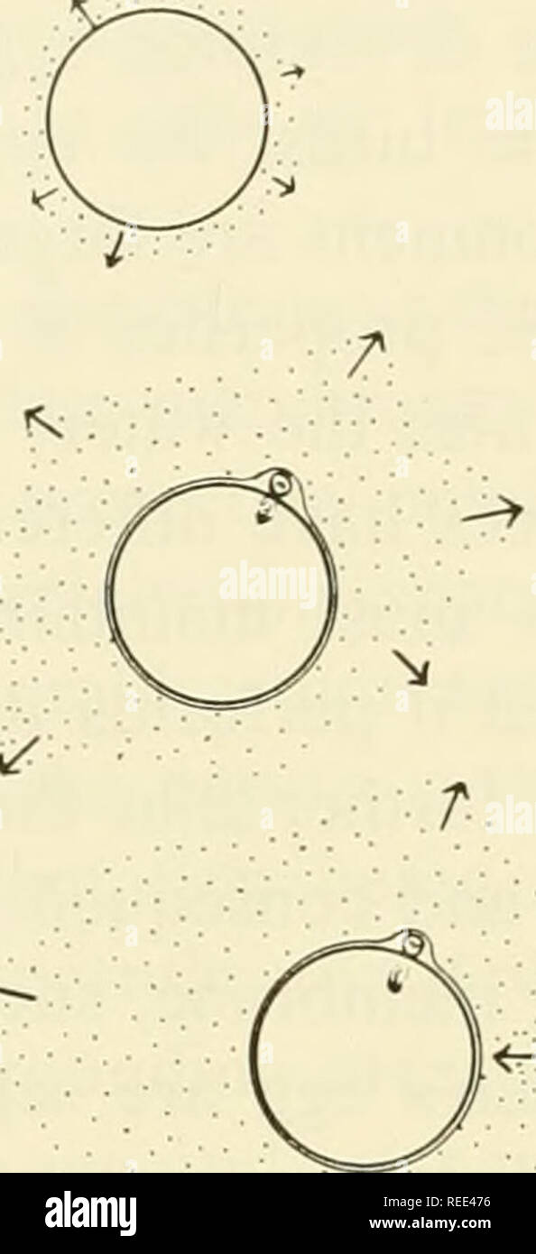 . Comparative embryology of the vertebrates; with 2057 drawings and ...
