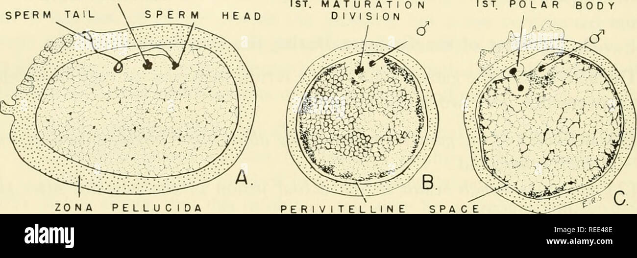 . Comparative embryology of the vertebrates; with 2057 drawings and ...