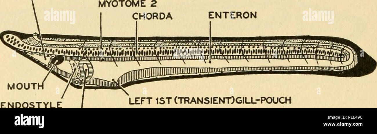 Gill pouch hi-res stock photography and images - Alamy