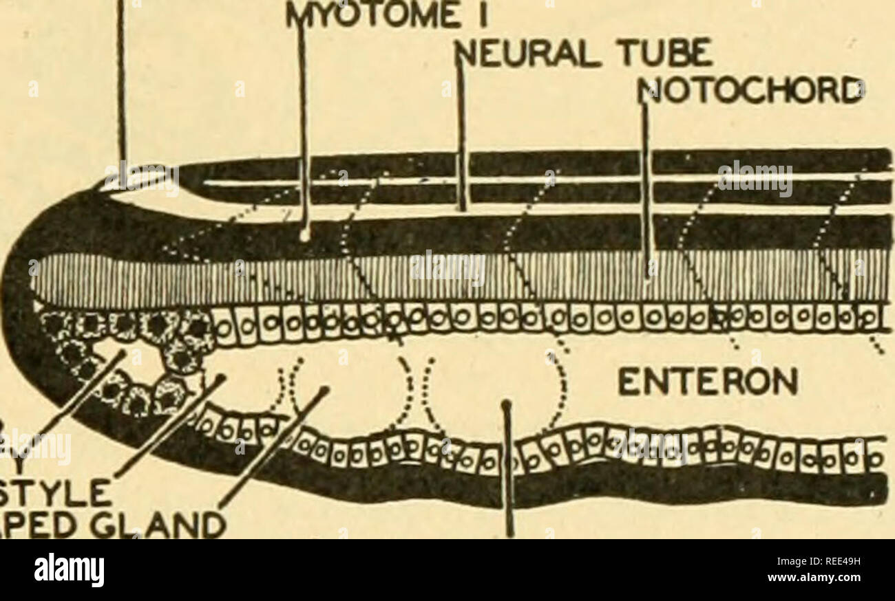 Cephalochordates hi-res stock photography and images - Alamy