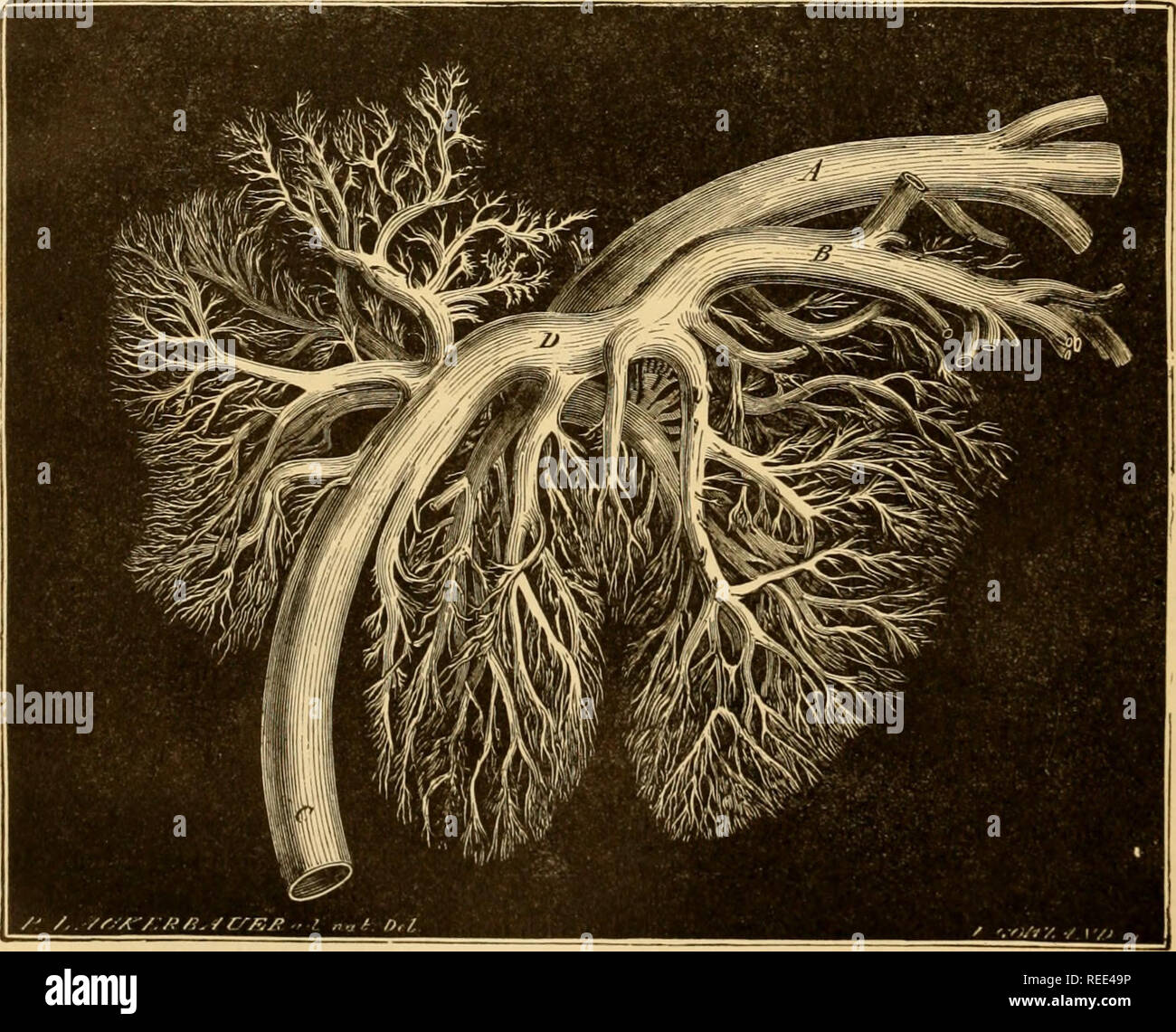 . The comparative anatomy of the domesticated animals. Horses ...