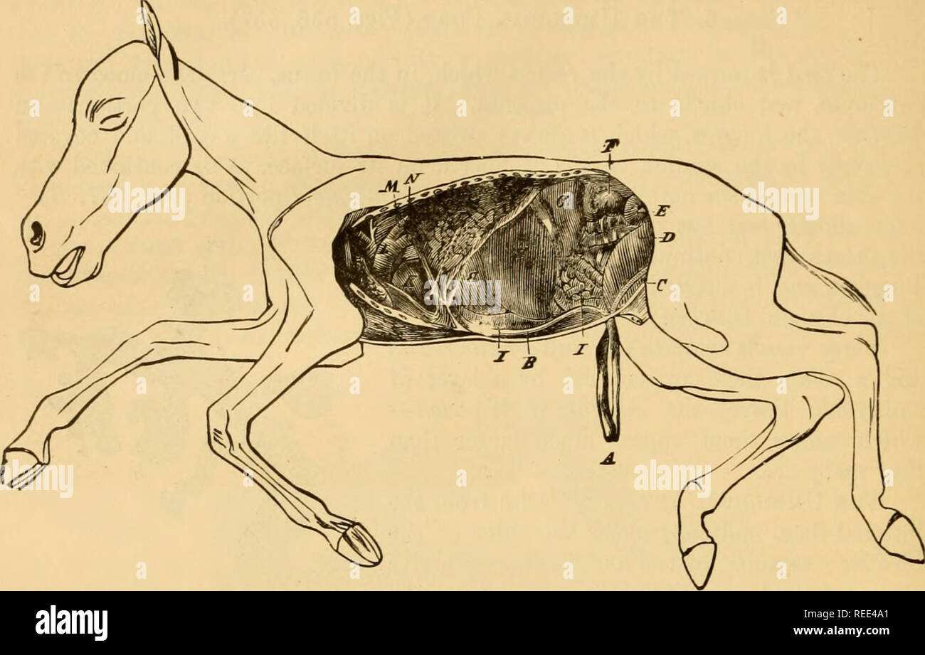 . The comparative anatomy of the domesticated animals. Horses; Veterinary anatomy. 1026 ...
