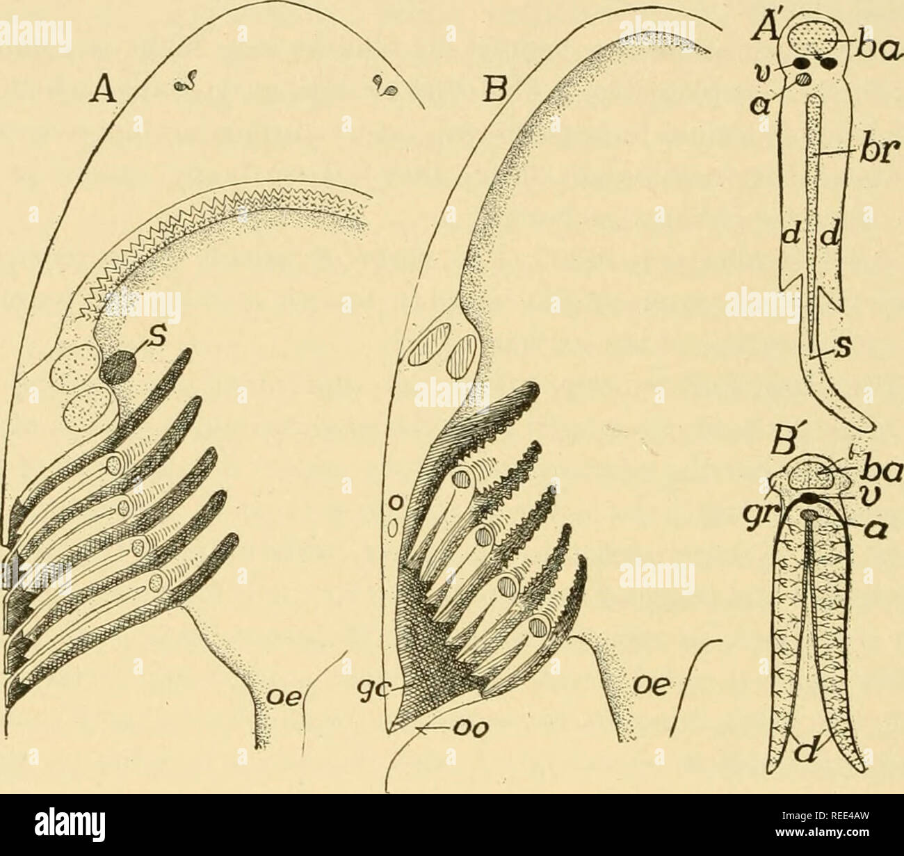 . Comparative anatomy. Anatomy, Comparative. 330 COMPARATIVE ANATOMY ...