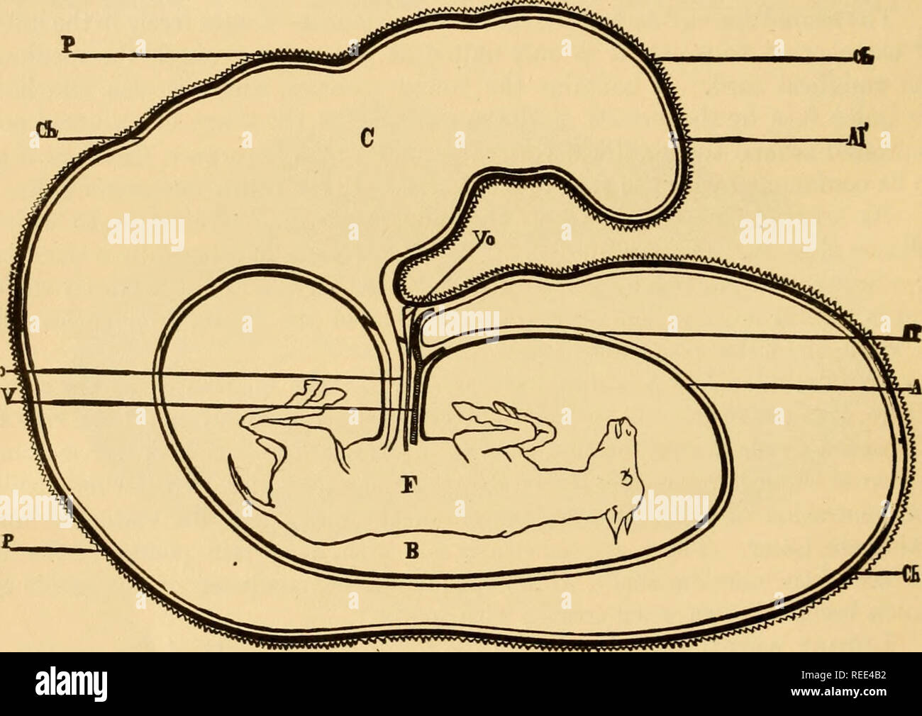 . The comparative anatomy of the domesticated animals. Horses ...