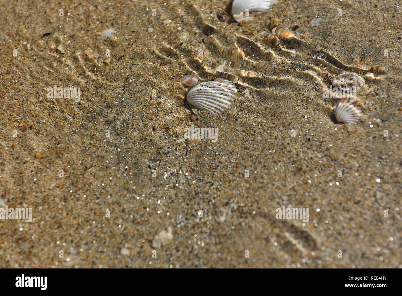 Australia shells seashells hi-res stock photography and images - Alamy