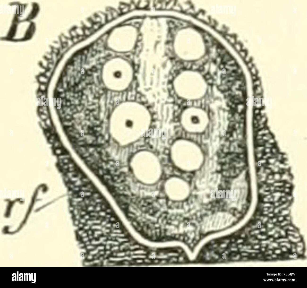 . Comparative morphology and biology of the fungi, mycetozoa and ...