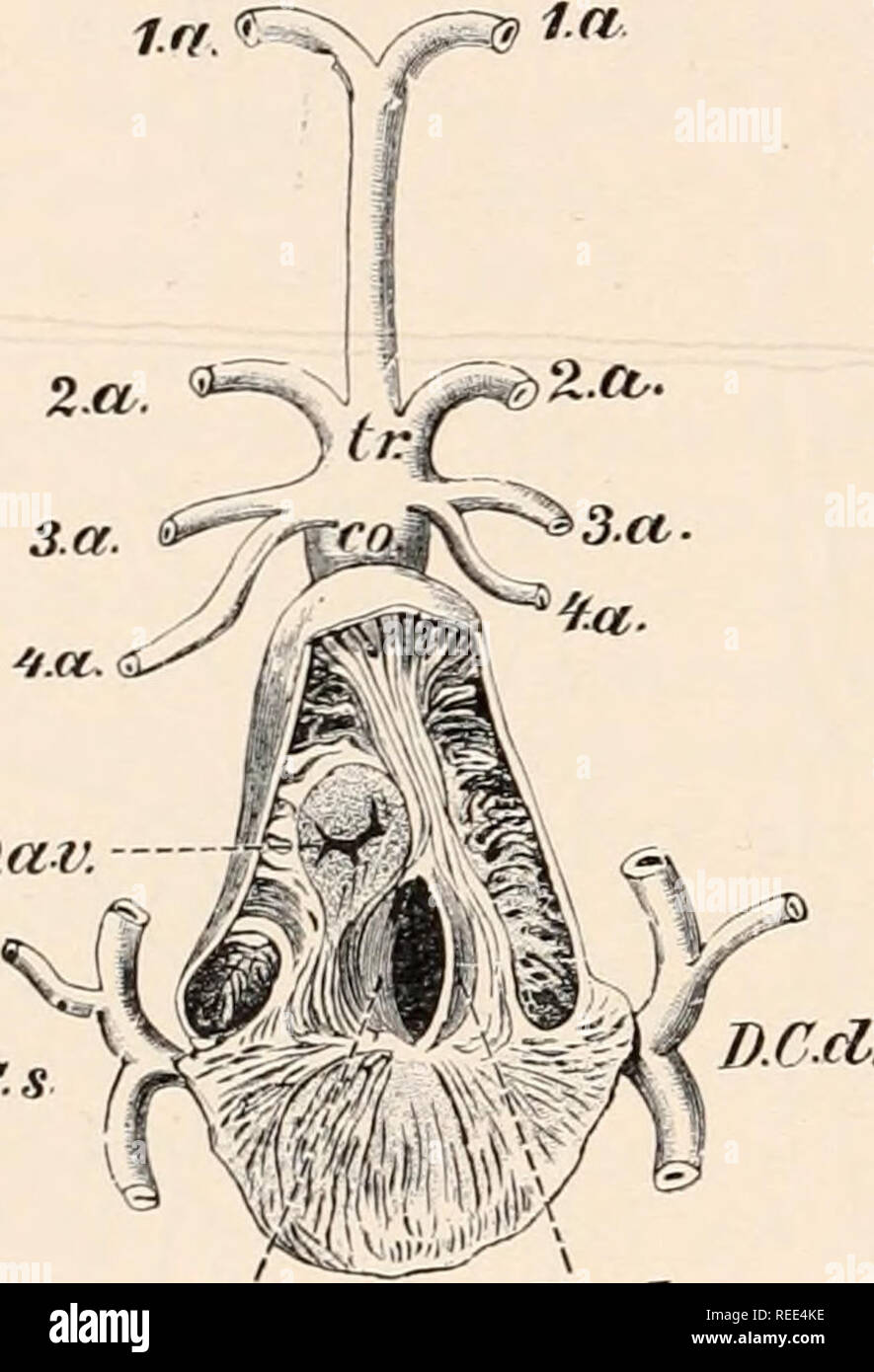 . Comparative anatomy of vertebrates. Anatomy, Comparative; Vertebrates ...