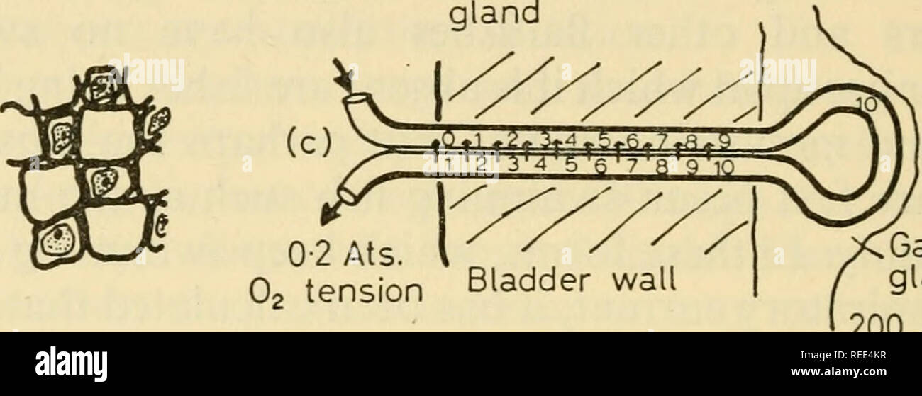 . Comparative physiology of vertebrate respiration. Vertebrates ...