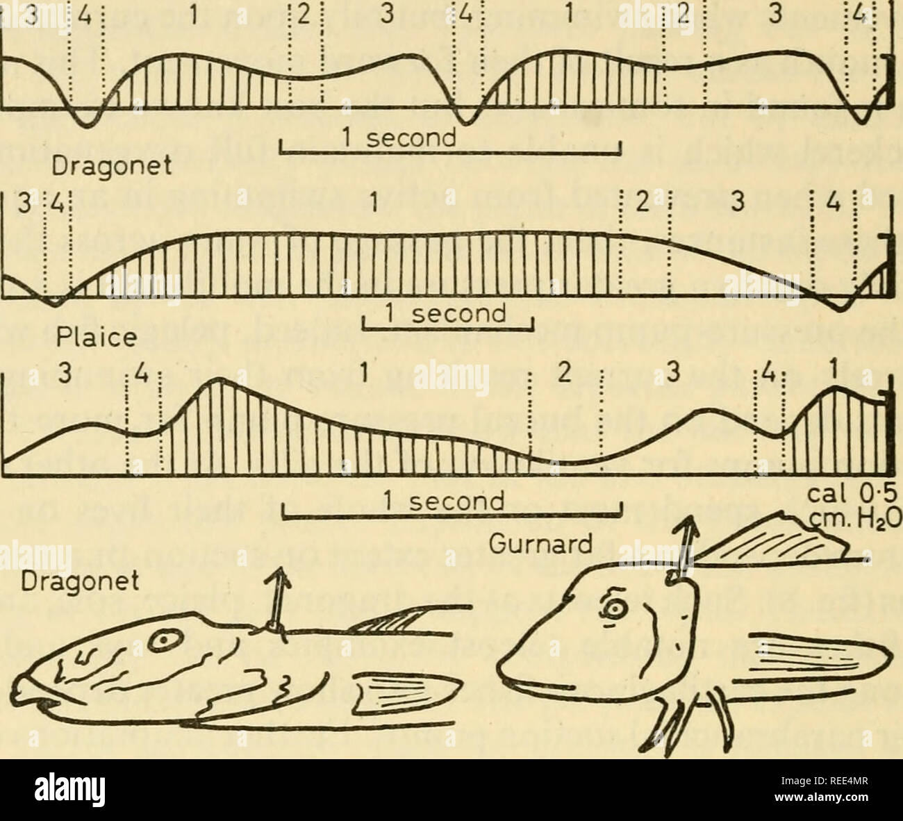 . Comparative physiology of vertebrate respiration. Vertebrates ...