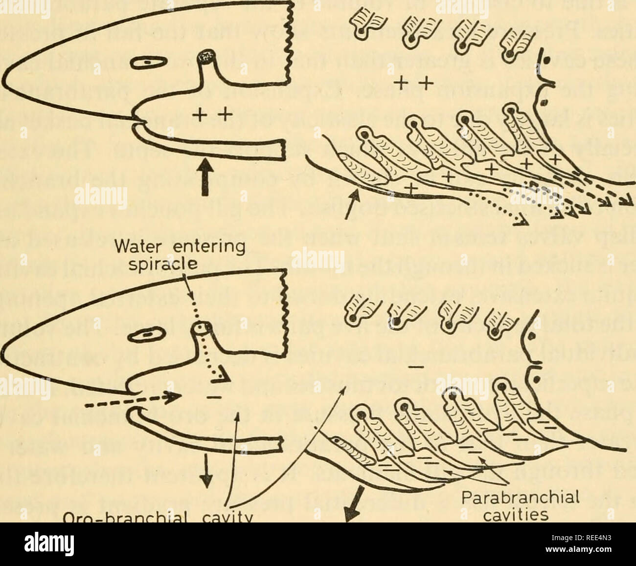 . Comparative physiology of vertebrate respiration. Vertebrates ...