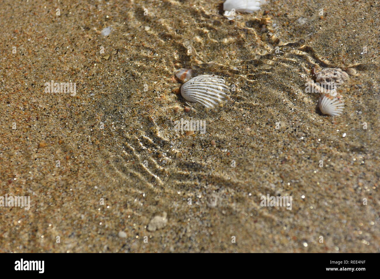 Australia shells seashells hi-res stock photography and images - Alamy