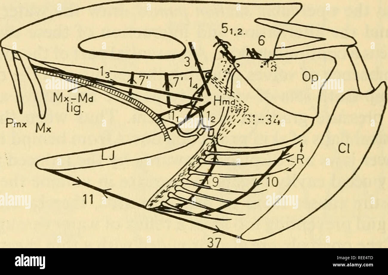 Cod skeleton hi-res stock photography and images - Alamy