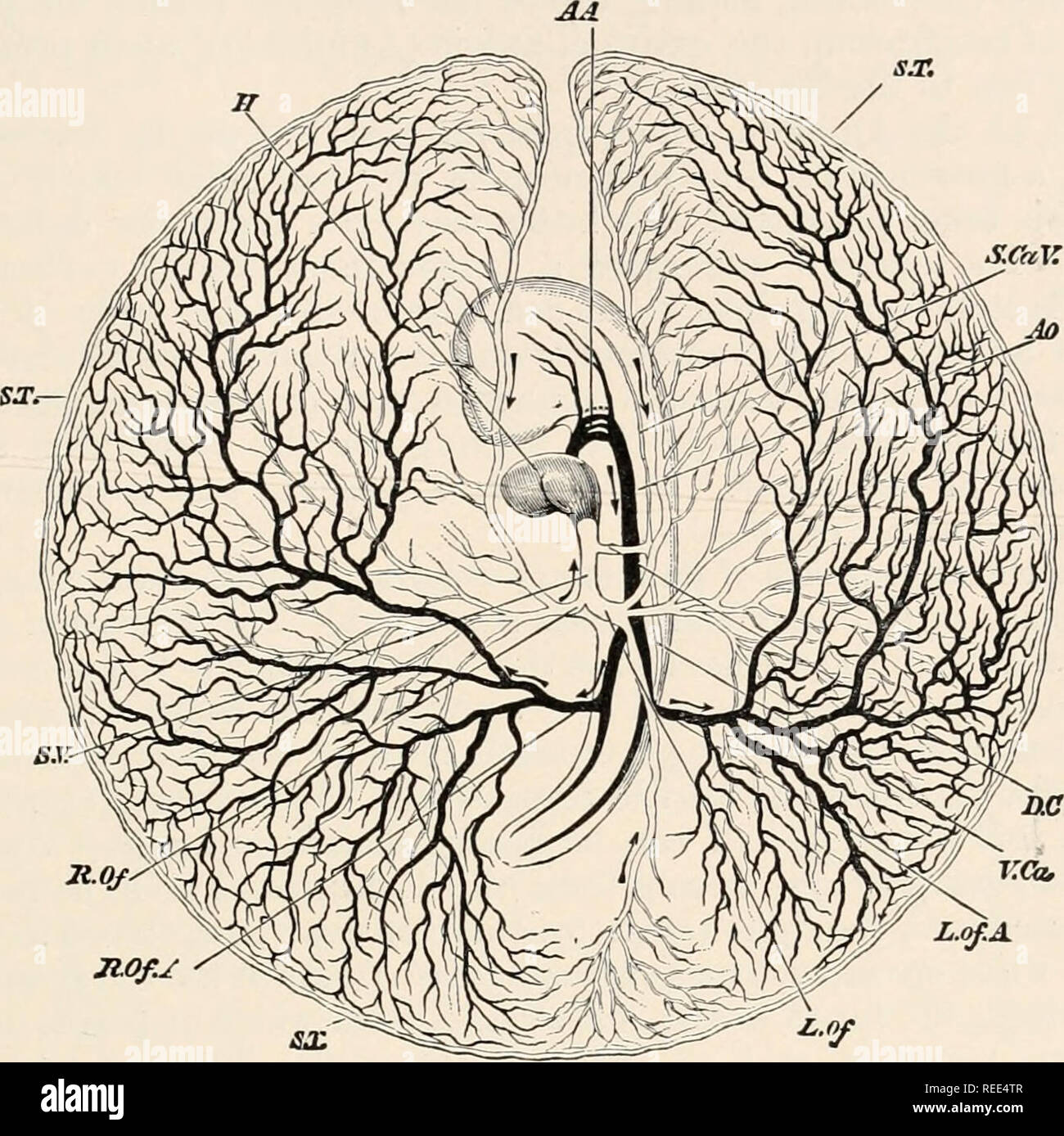 Veins and arteries of the urinary bladder hi-res stock photography and ...