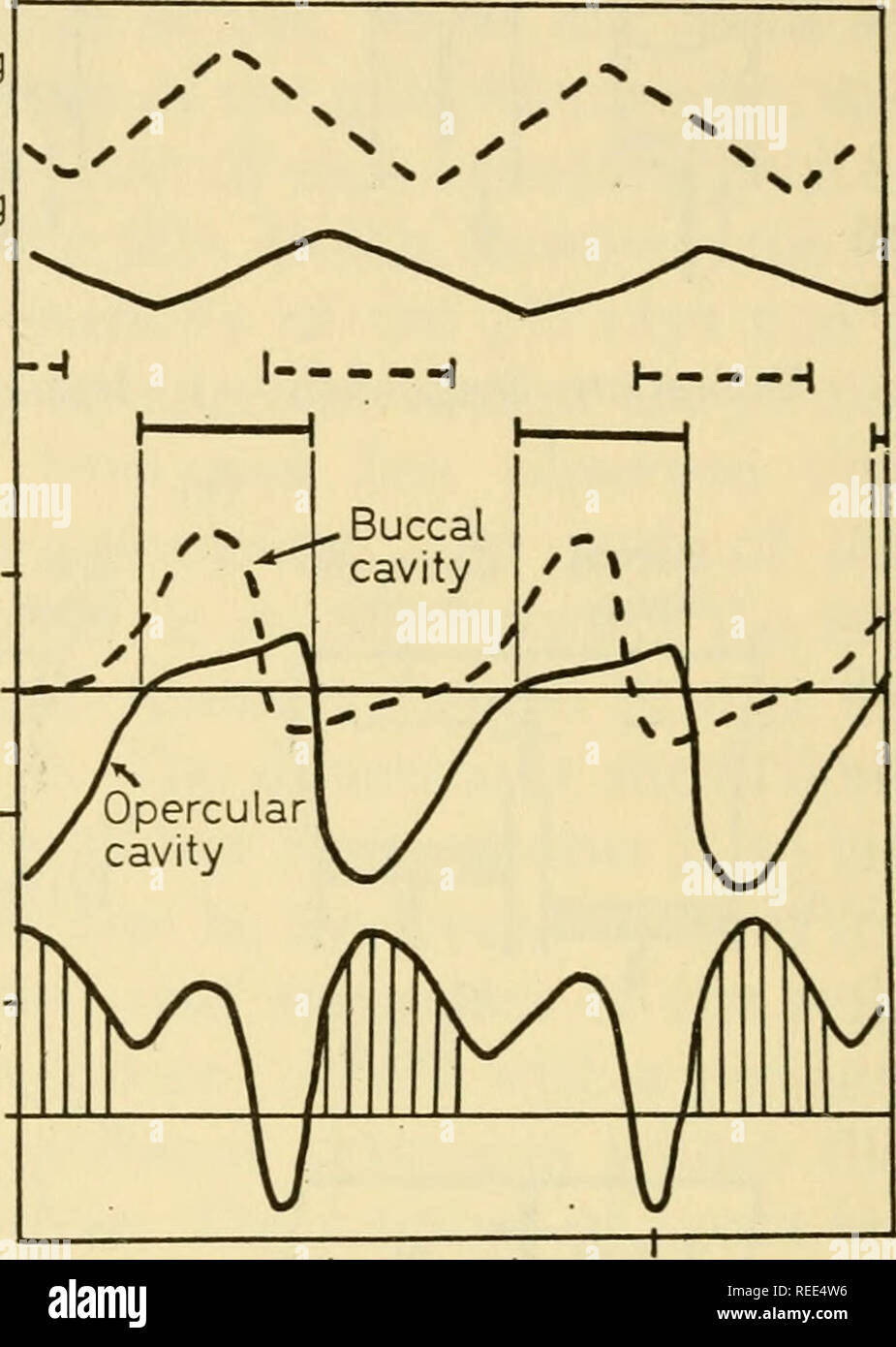 . Comparative physiology of vertebrate respiration. Vertebrates ...