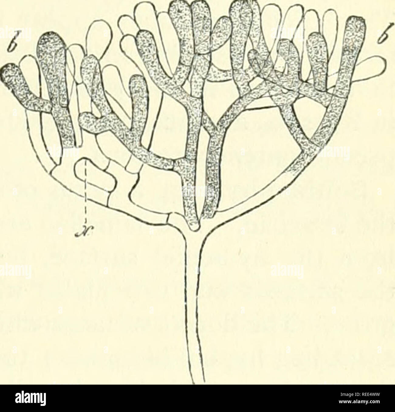 Basidia cells hi-res stock photography and images - Alamy