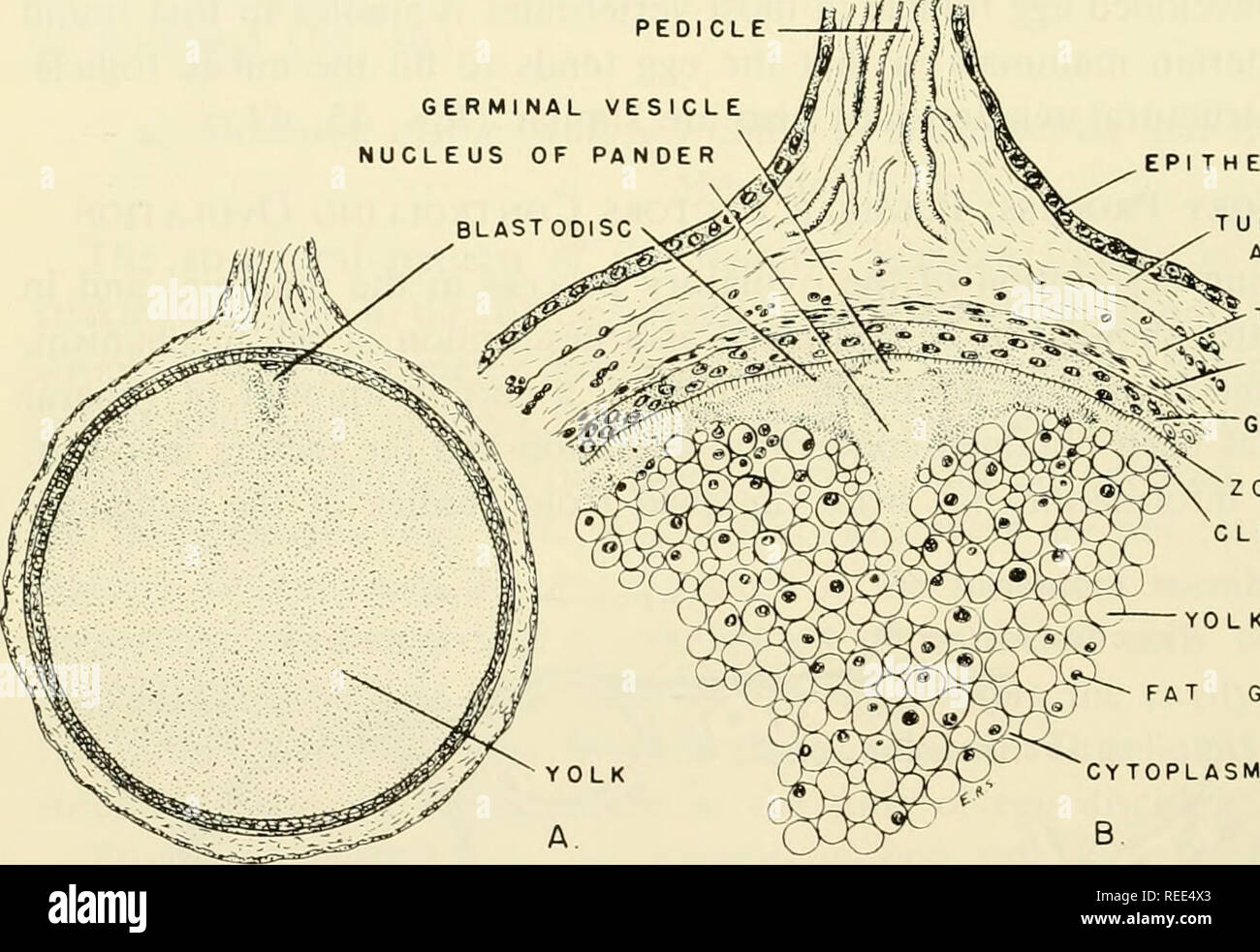 Theca interna hi-res stock photography and images - Alamy
