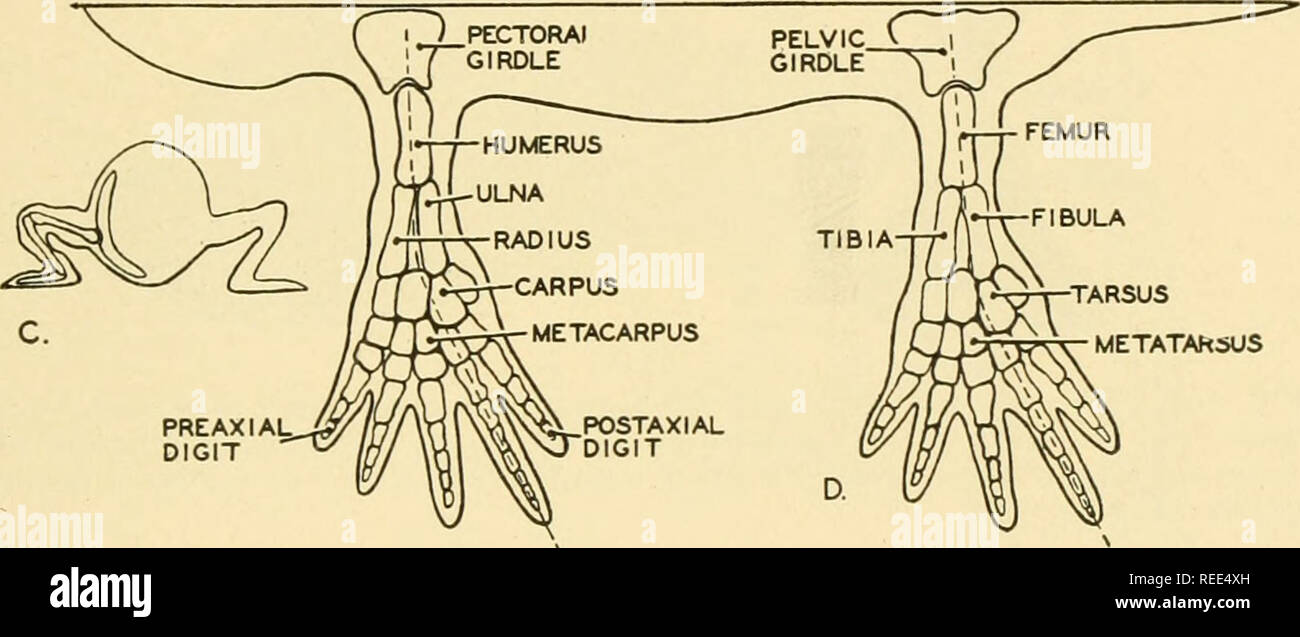 Appendicular skeleton hi-res stock photography and images - Alamy