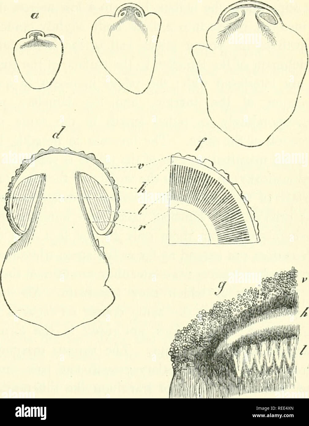 . Comparative morphology and biology of the fungi, mycetozoa and ...