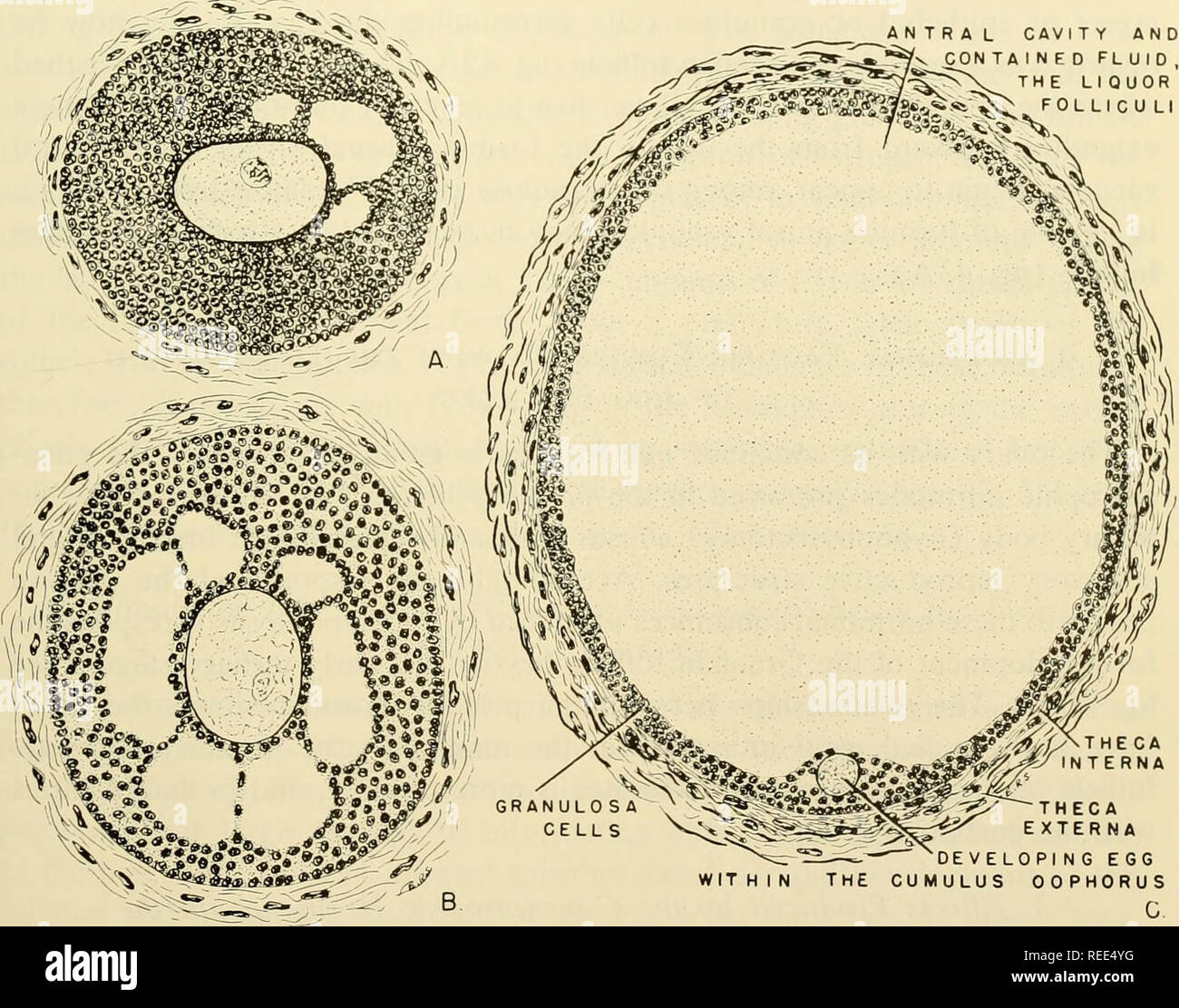 . Comparative embryology of the vertebrates; with 2057 drawings and ...