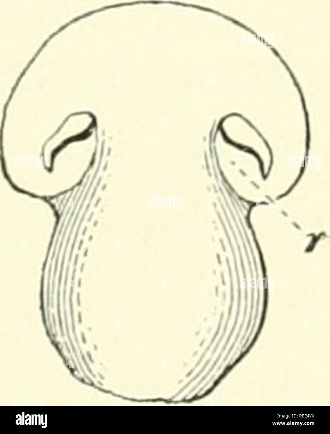 . Comparative morphology and biology of the fungi, mycetozoa and ...