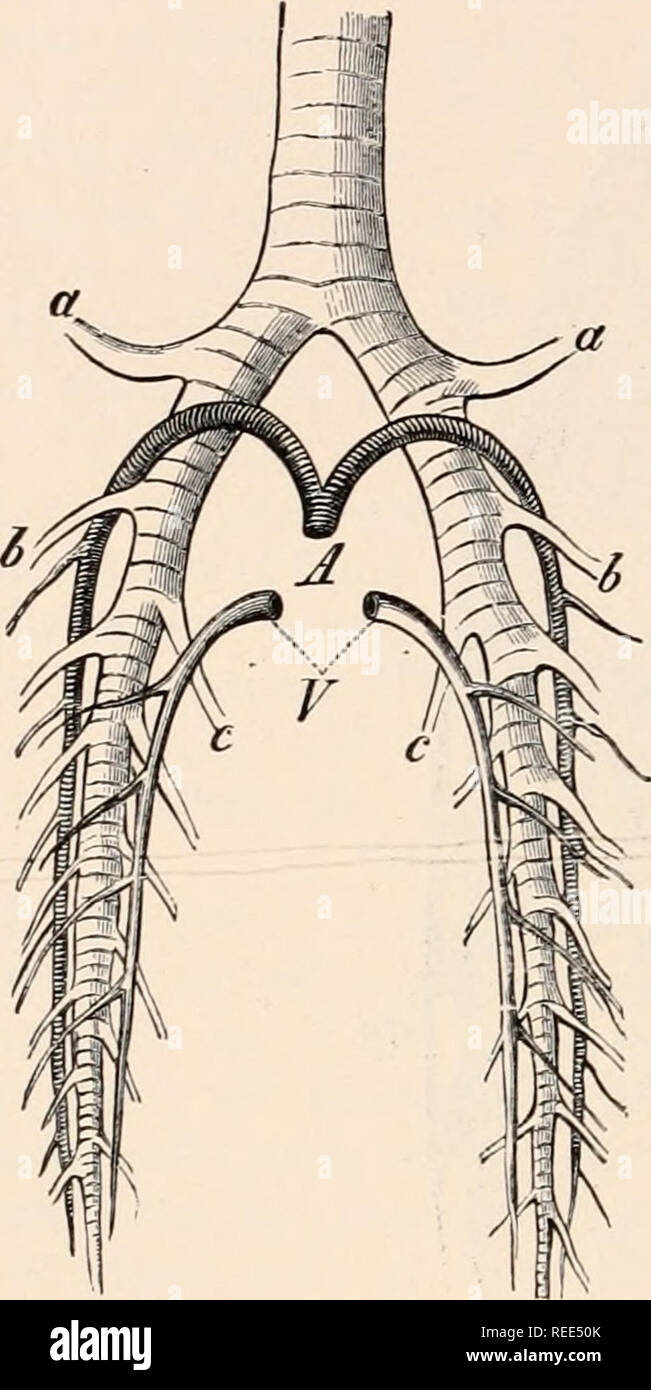Pneumati hi-res stock photography and images - Alamy
