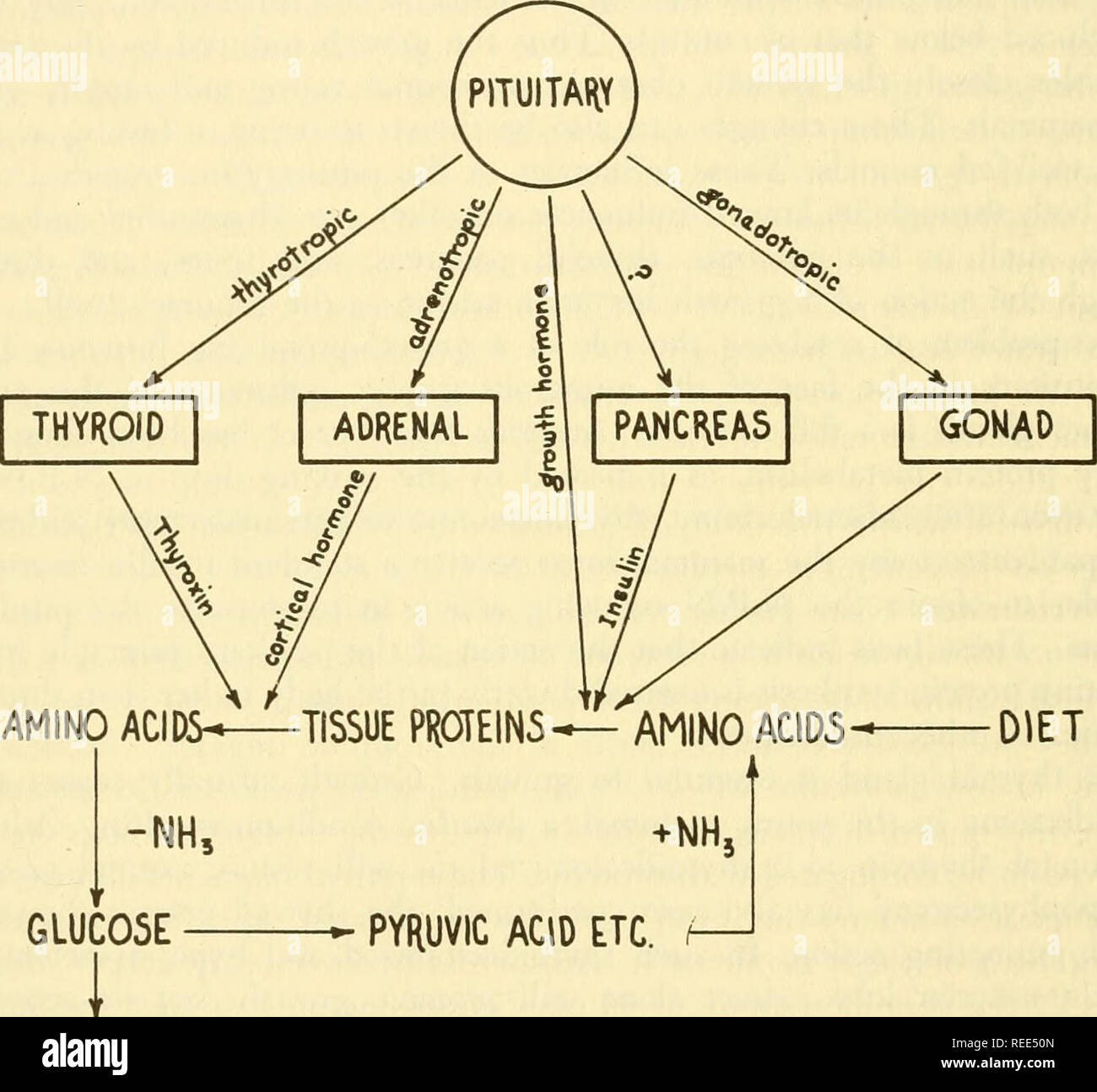 . Comparative animal physiology. Physiology, Comparative; Physiology ...